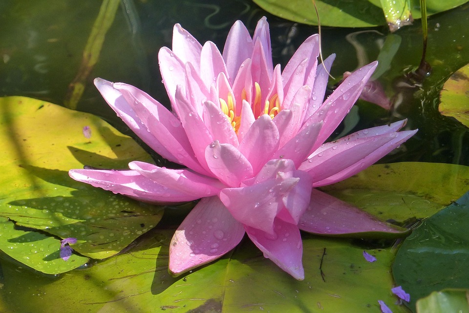 Lirio De Agua Planta Acuática - Foto gratis en Pixabay - Pixabay