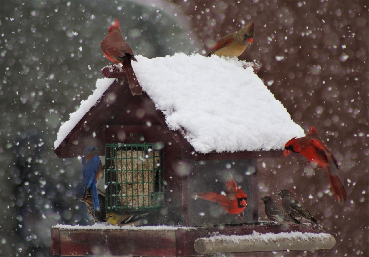 20,000+ Free Snow Storm & Nature Images - Pixabay