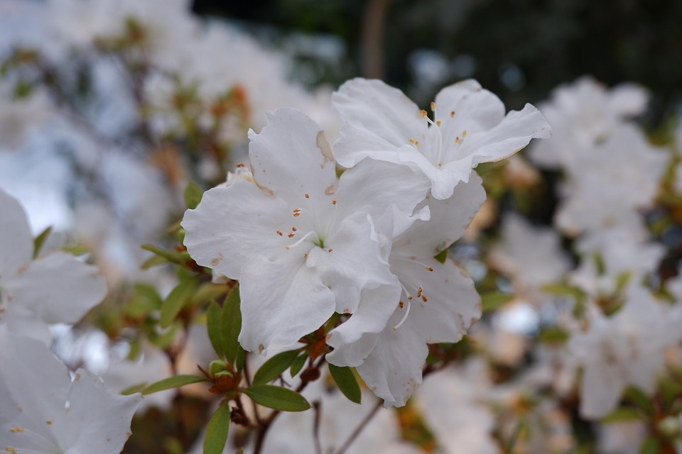Fleurs Blanc Bush - Photo gratuite sur Pixabay - Pixabay