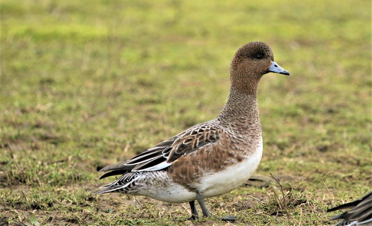 Wigeon Bird Waterbird - Free photo on Pixabay