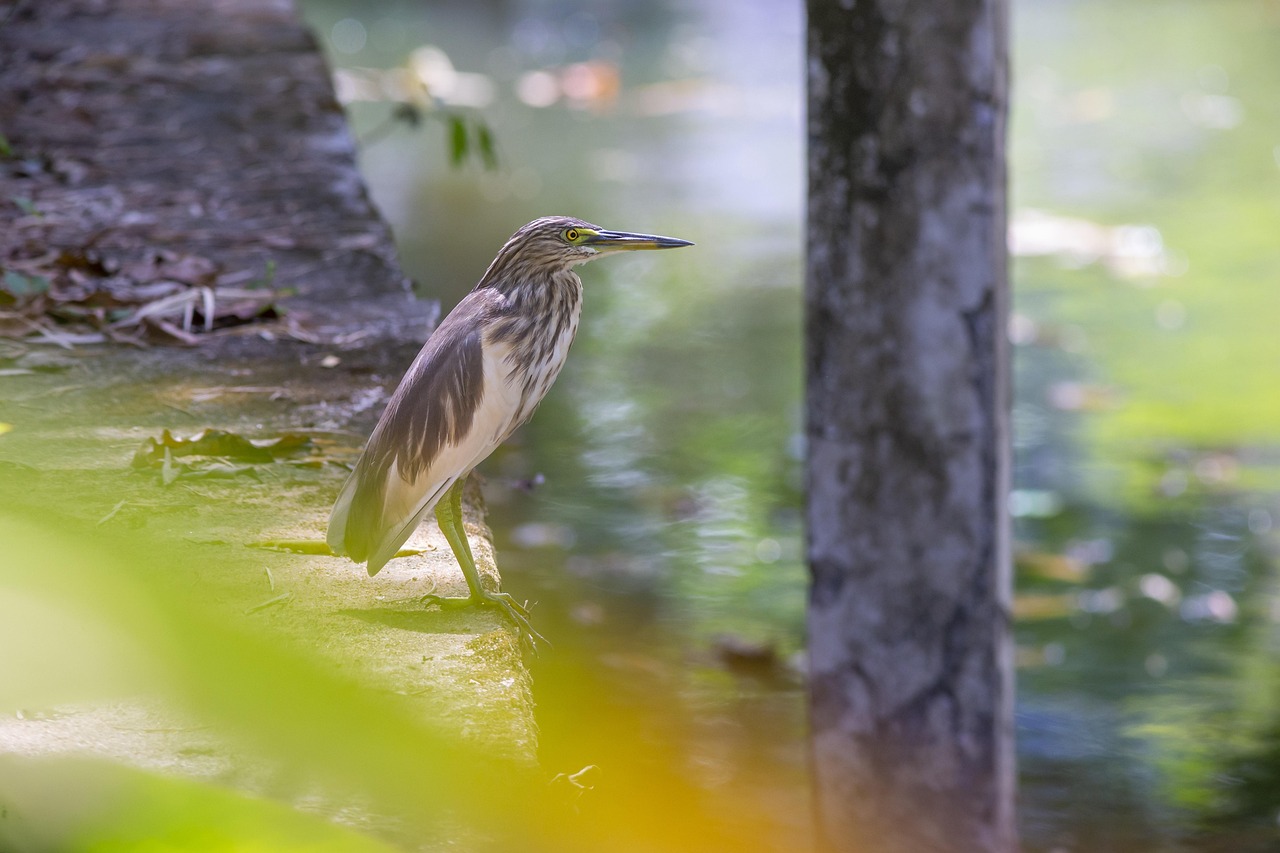 Chinese Pond Heron Ardeola Bacchus - Free photo on Pixabay