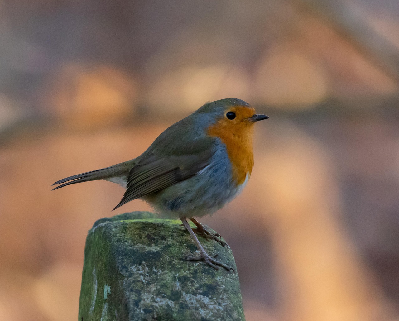 Robin Redbreast Empoleirado No - Foto gratuita no Pixabay - Pixabay