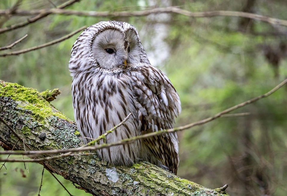 Ural Owl Strix Uralensis Bird - Free photo on Pixabay