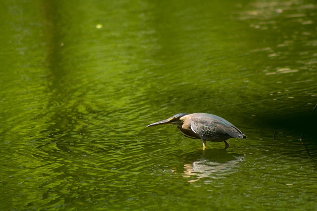 Jack Common Bird Aquatic - Free photo on Pixabay - Pixabay