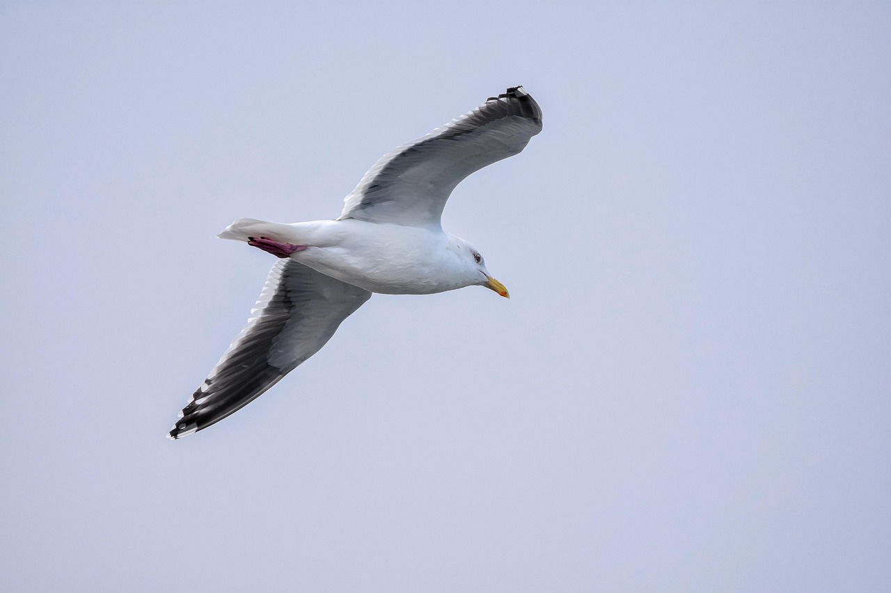 Animal Cielo Pájaro Ave - Foto gratis en Pixabay