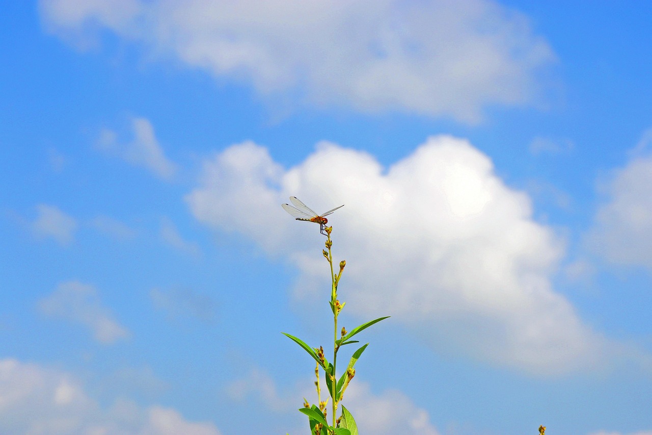1+ Free Thuneega & Dragonfly Images - Pixabay