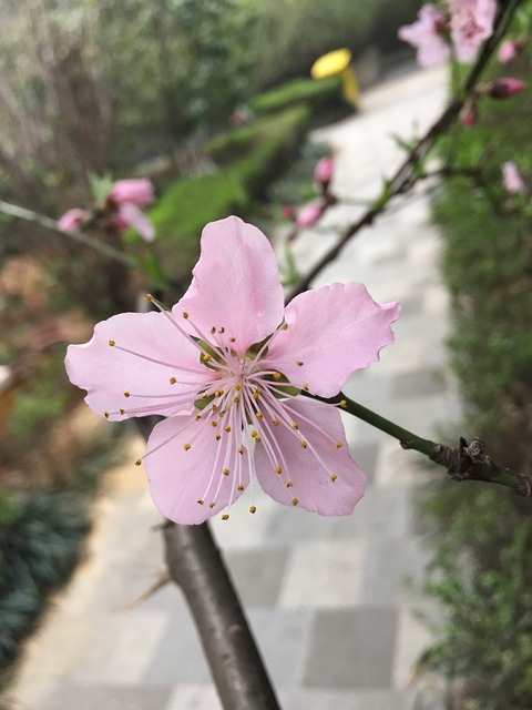 Flor De Pêssego Cerejeira - Foto gratuita no Pixabay - Pixabay