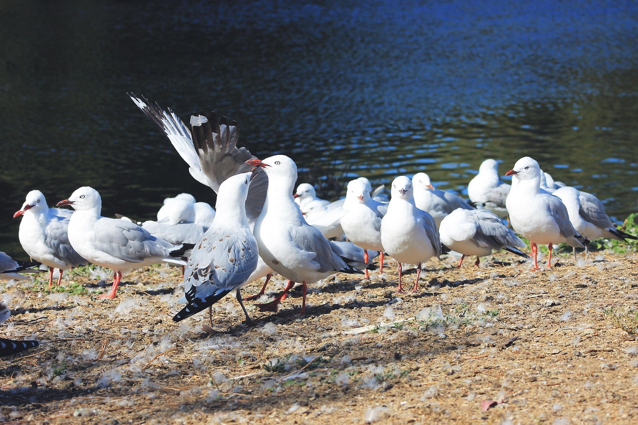 Water Seagull Scenic - Free photo on Pixabay - Pixabay