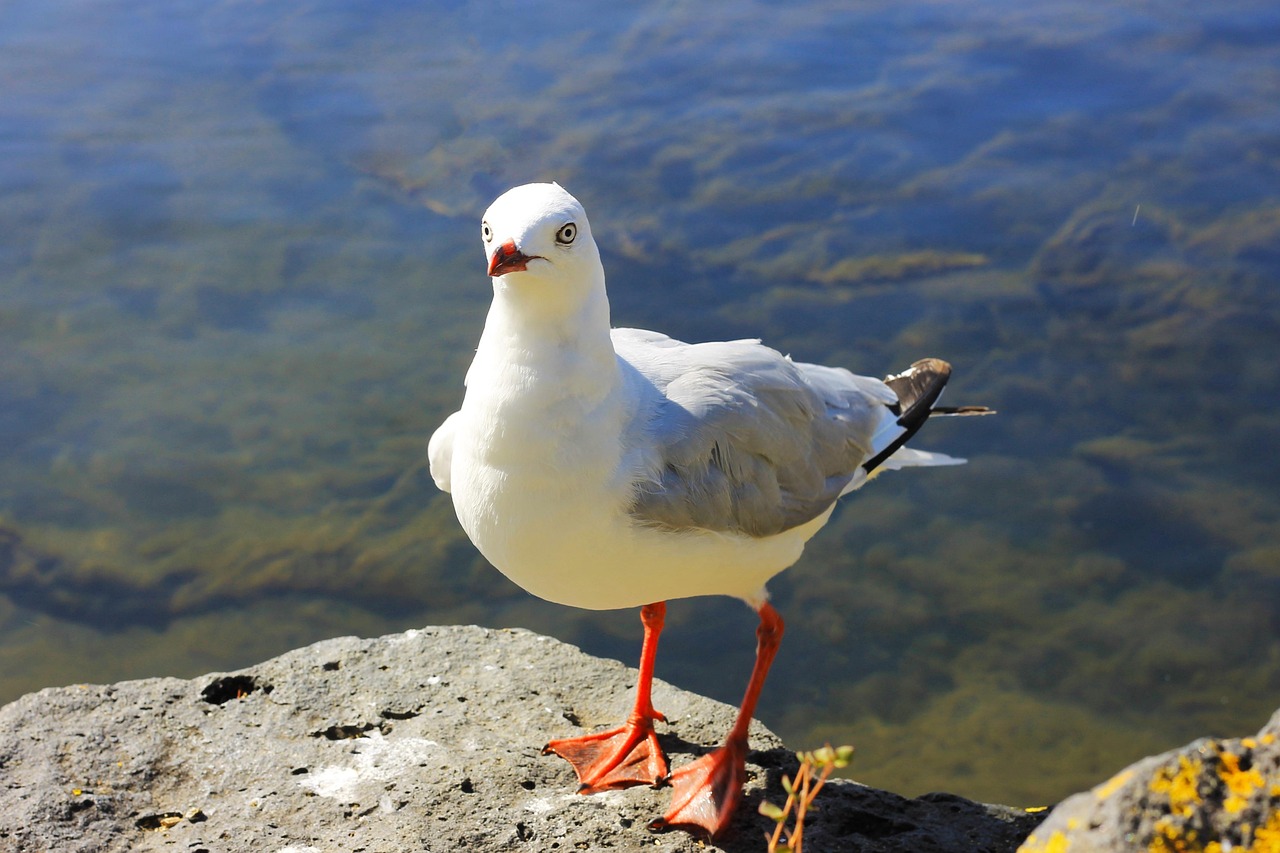 L'Eau Mouette Scénique - Photo gratuite sur Pixabay - Pixabay