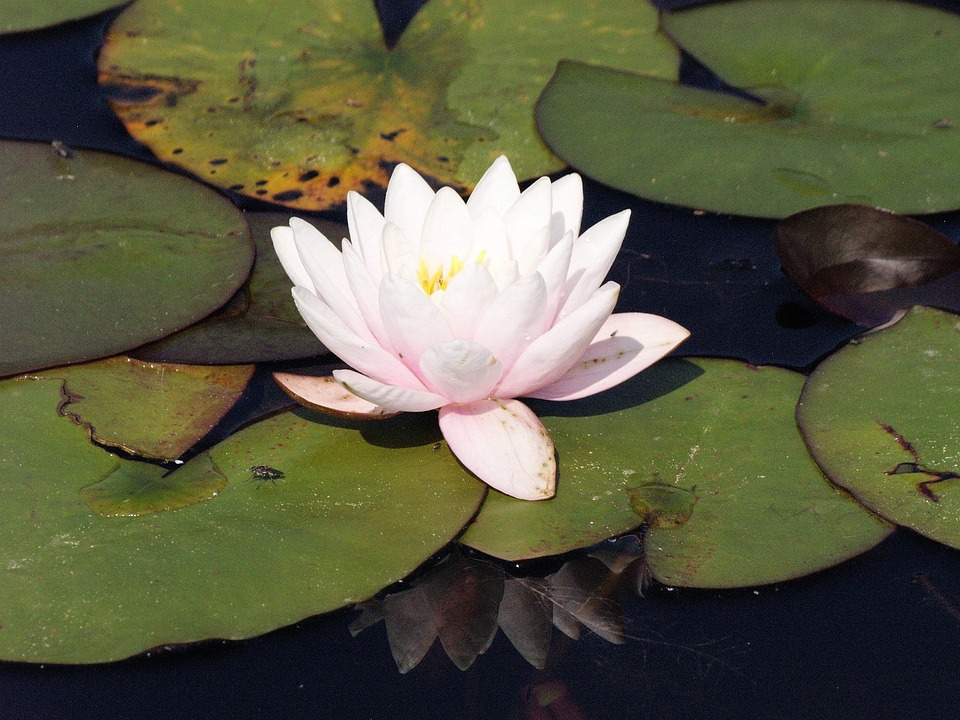 Nenúfar Bloom Cor-De-Rosa Da - Foto gratuita no Pixabay - Pixabay