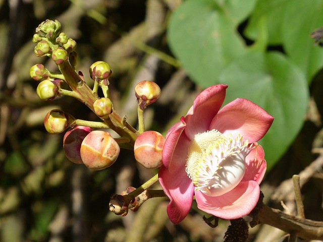 Bunga Kebun Tanaman - Foto gratis di Pixabay - Pixabay