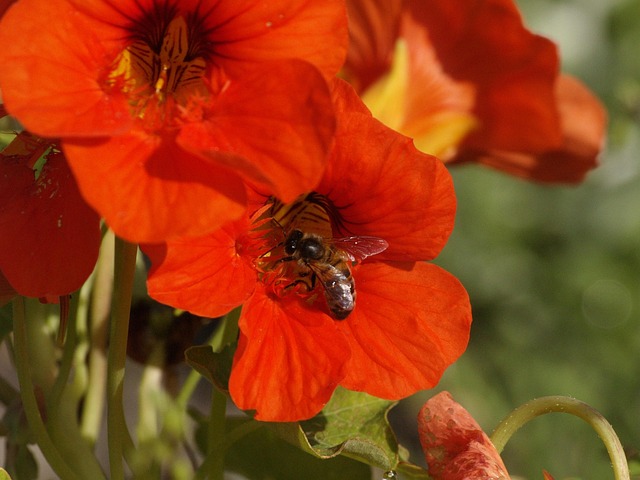 Flor Vermelho Chagas - Foto gratuita no Pixabay - Pixabay