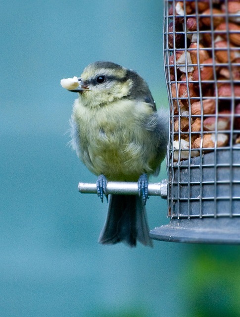 Blue Tit Garden Songbird - Free photo on Pixabay