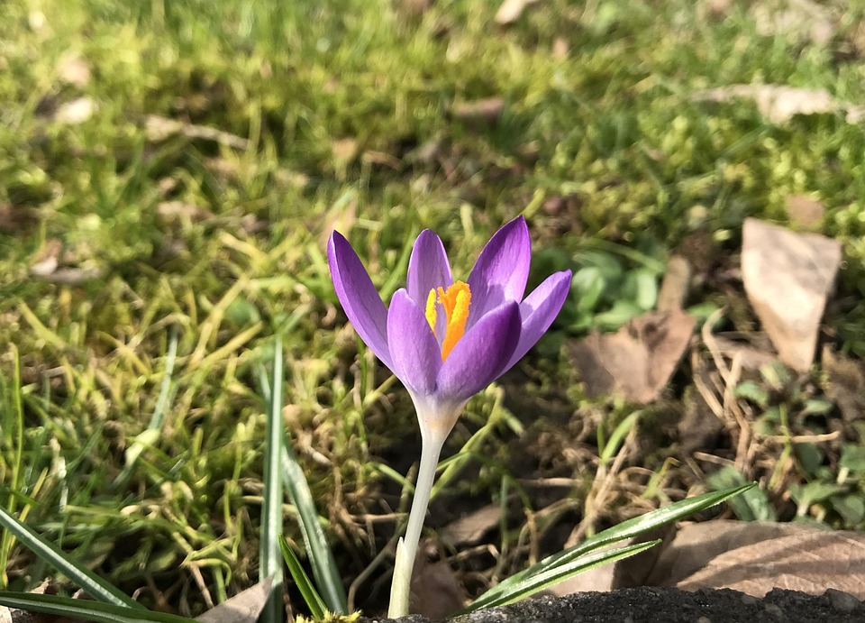 Early Bloomer Winterlings Close Up - Free photo on Pixabay - Pixabay