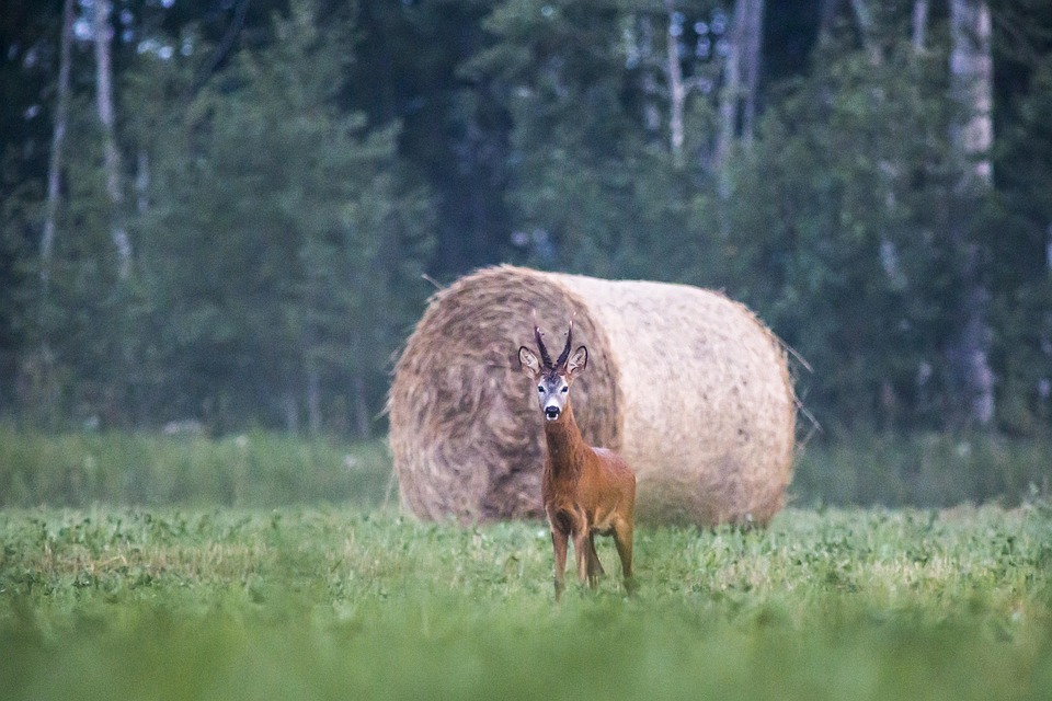 European Roe Deer Capreolus - Free photo on Pixabay