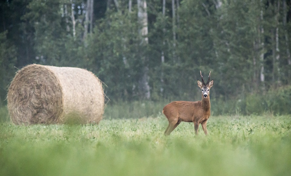 European Roe Deer Capreolus - Free photo on Pixabay - Pixabay