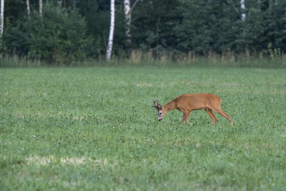 Europäisches Reh Capreolus - Kostenloses Foto auf Pixabay - Pixabay