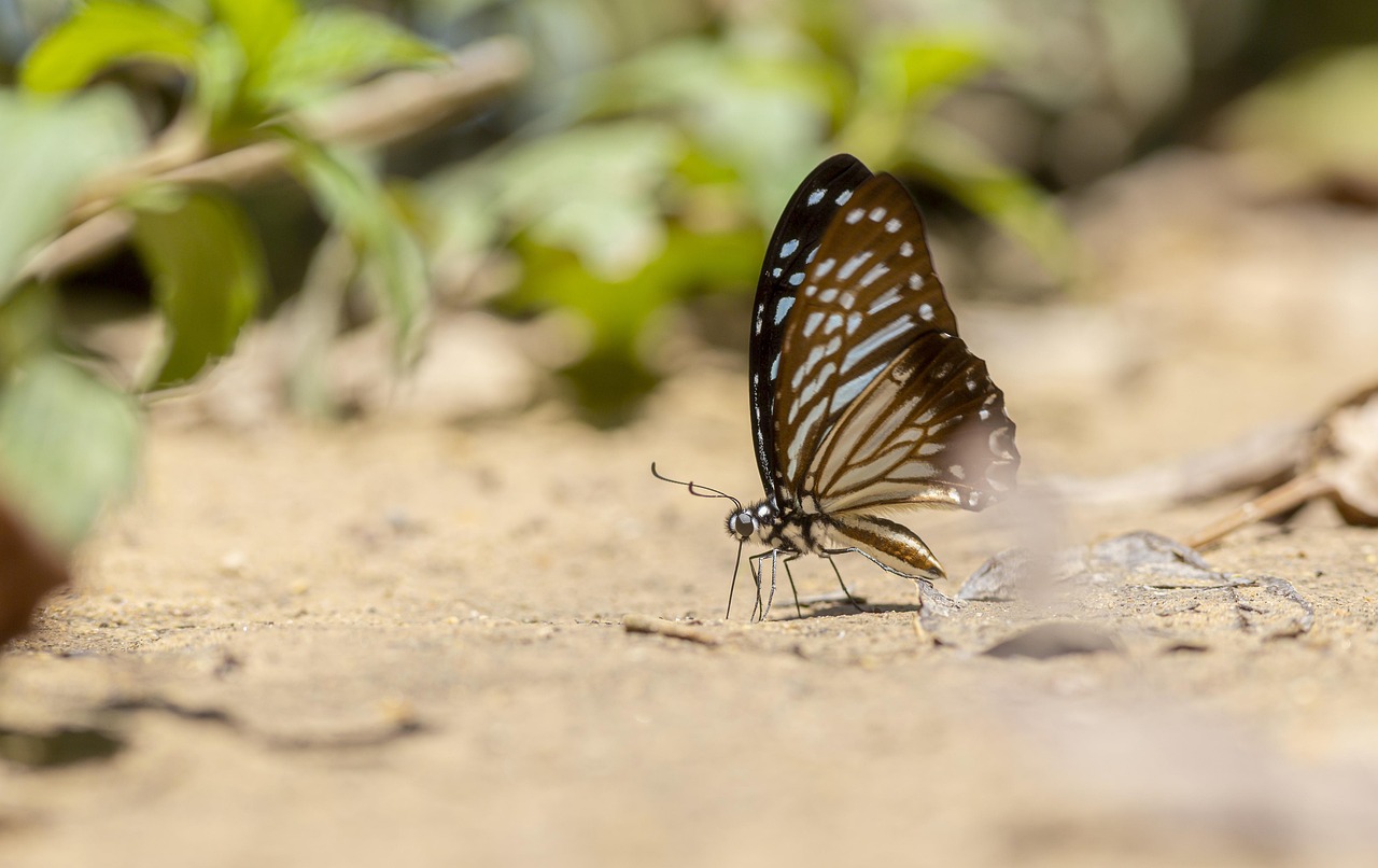 20,000+ Free Flying Tigers & Tiger Images - Pixabay