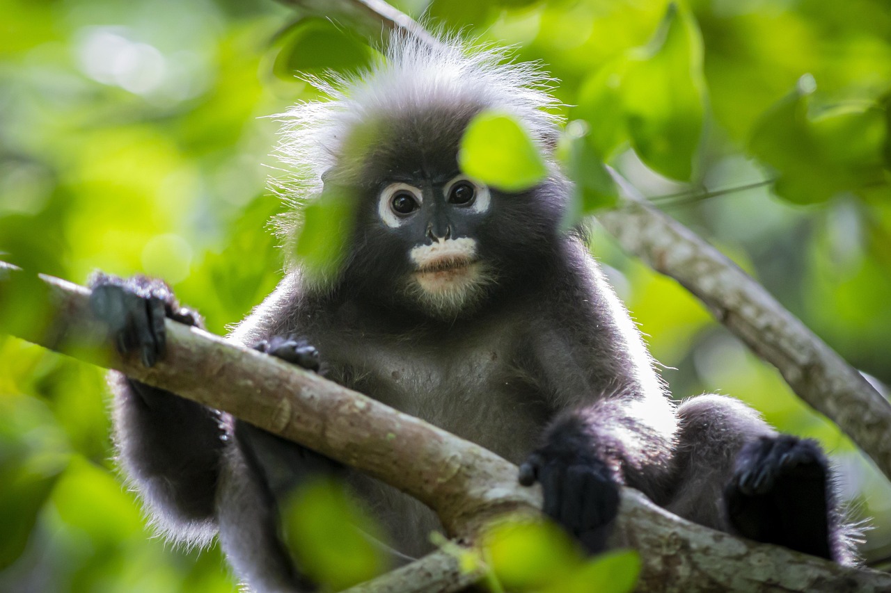 40,000+ Free Monkeys In Trees & Monkey Images - Pixabay
