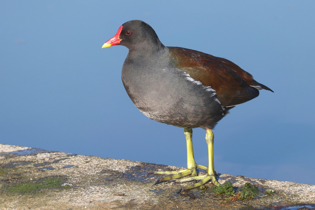 Moorhen Lake Branch Free Photo On Pixabay