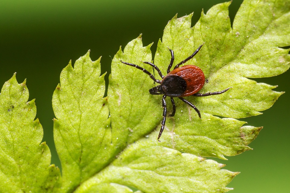 Ixodes Ricinus Castor Bean Tick Free Photo On Pixabay Pixabay