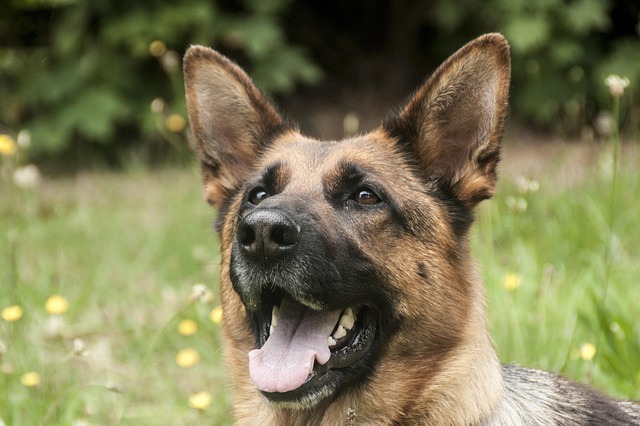 Guard Dog A Police Legerhond - Free photo on Pixabay