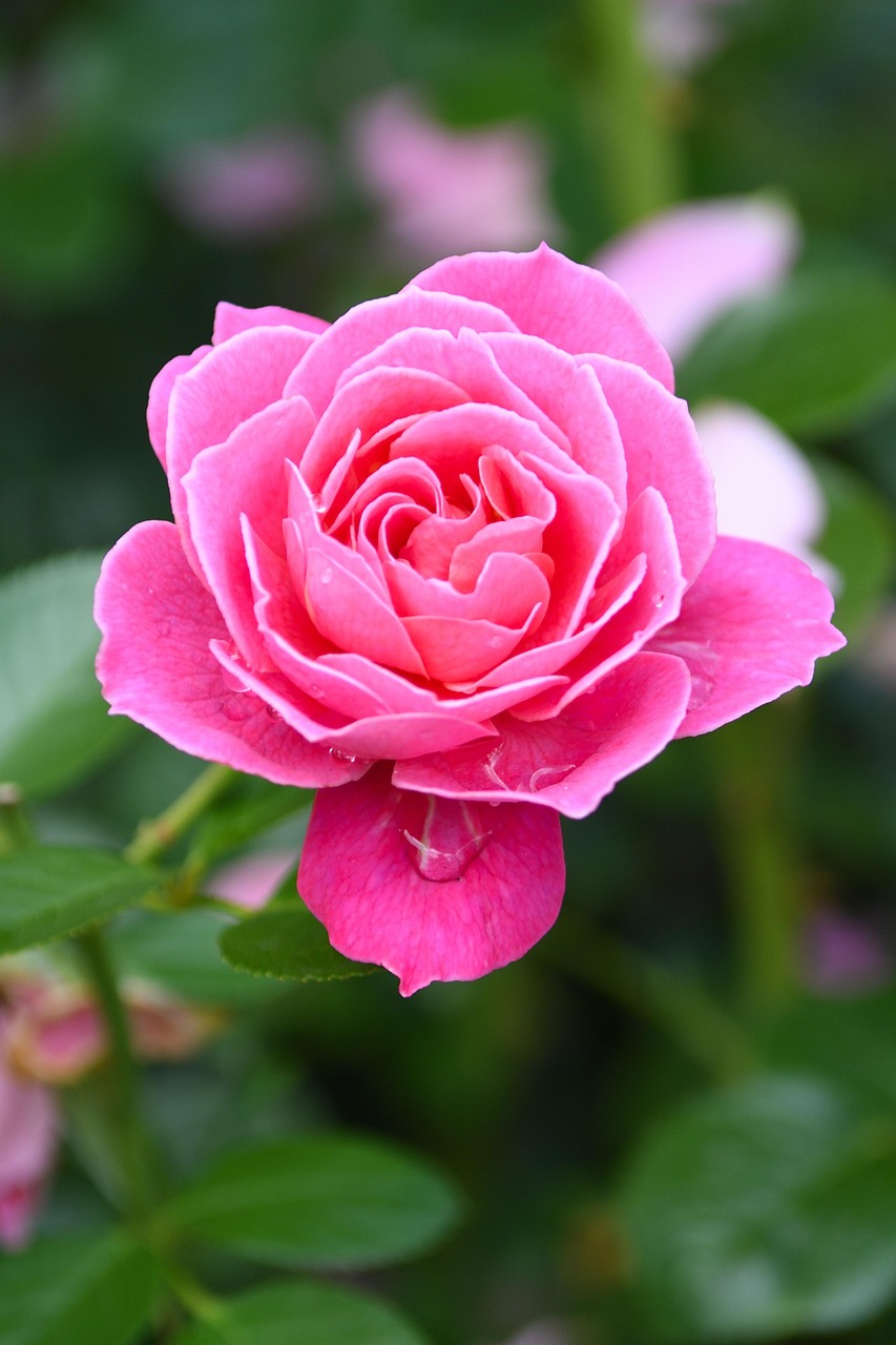 Rose Floraciones Rosado - Foto gratis en Pixabay - Pixabay