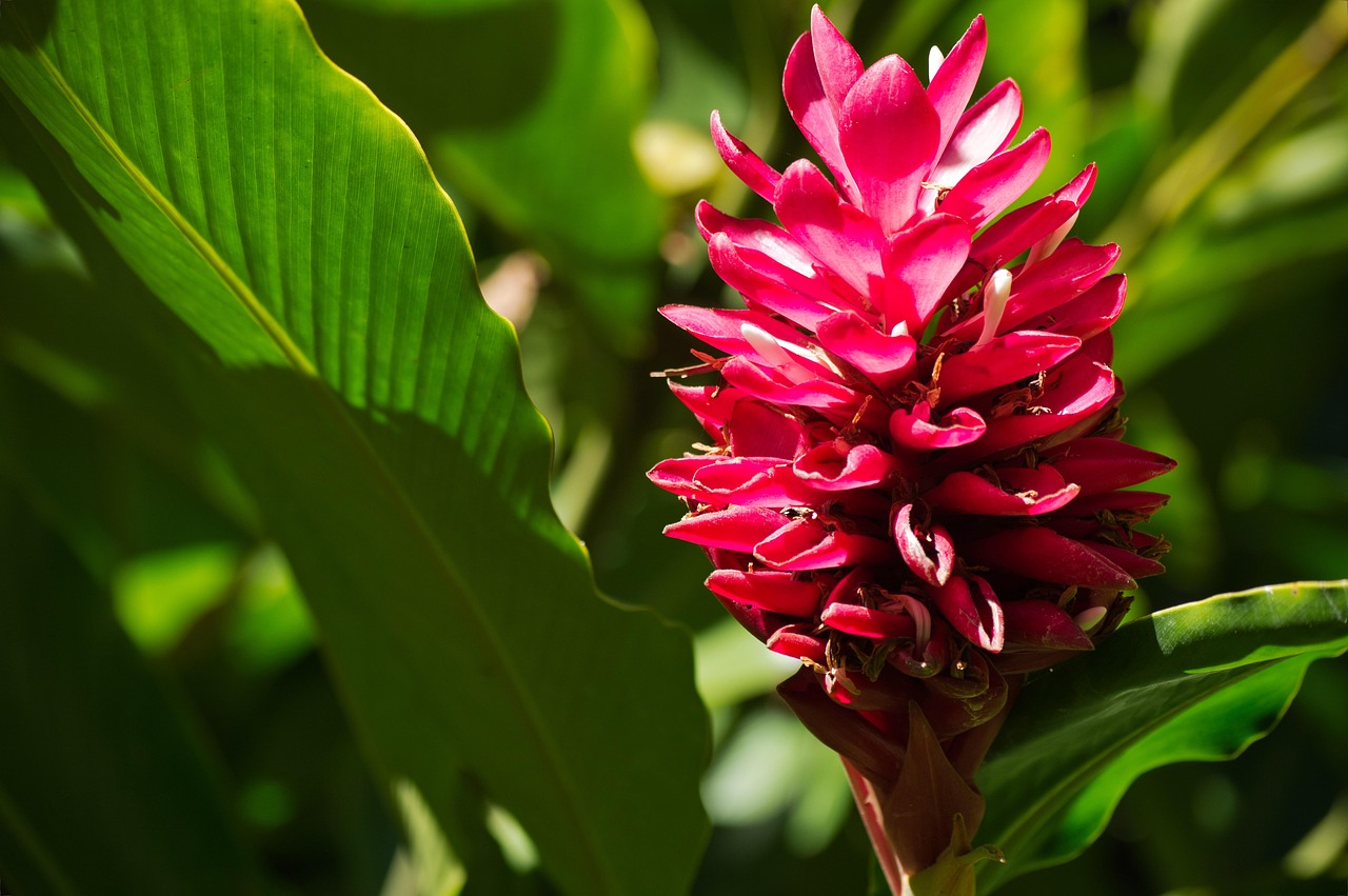 Kostaryka Alpinia Kwiat - Darmowe zdjęcie na Pixabay - Pixabay