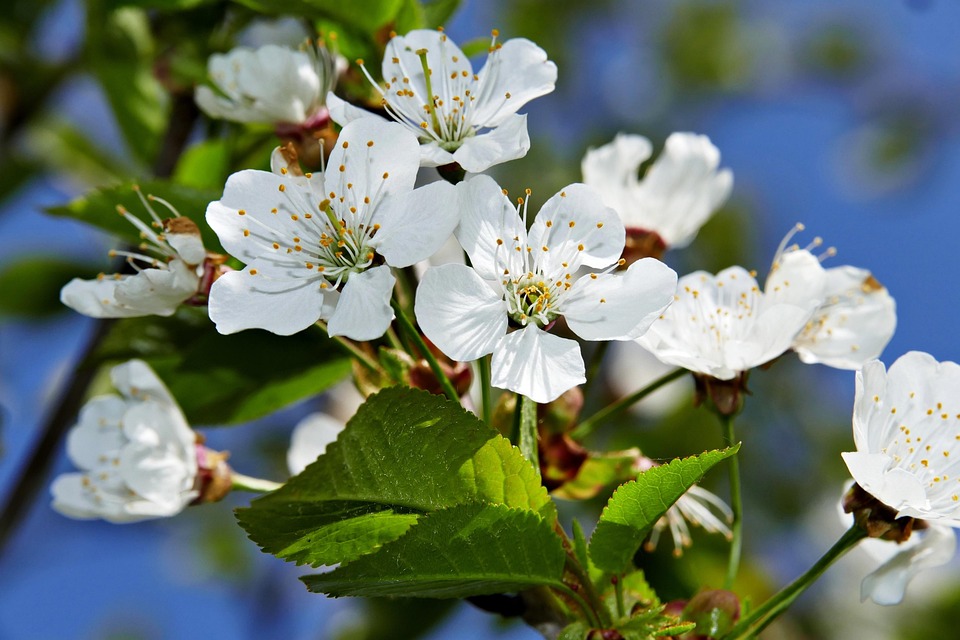 Beginning Of Spring Blossoms Blue - Free photo on Pixabay - Pixabay