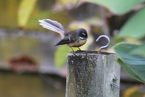 10+ Free New Zealand Fantail & Fantail Images - Pixabay
