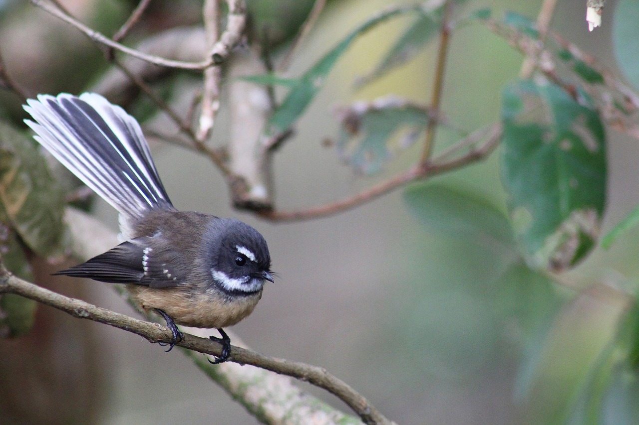 New Zealand Native Bird - Free photo on Pixabay