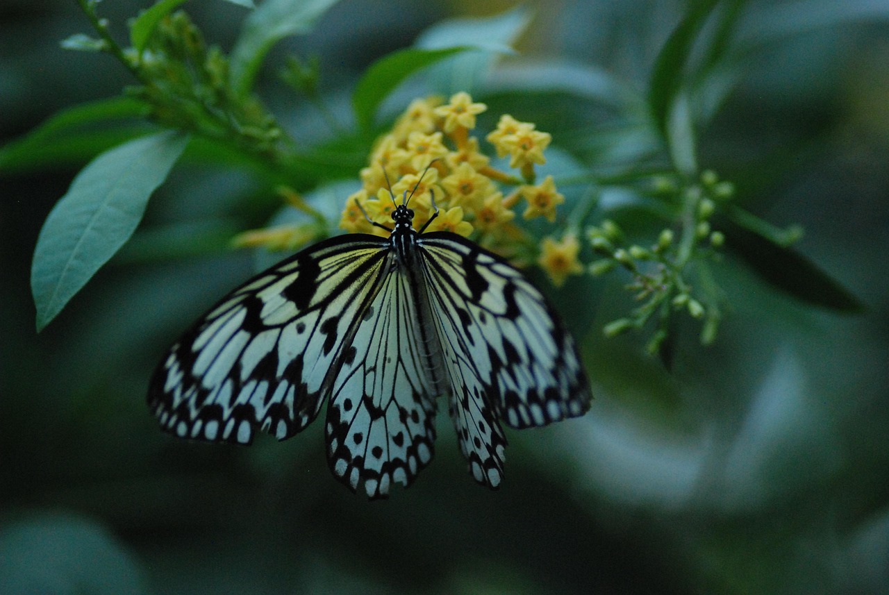 Papillon Alimentation Magnifique - Photo gratuite sur Pixabay - Pixabay