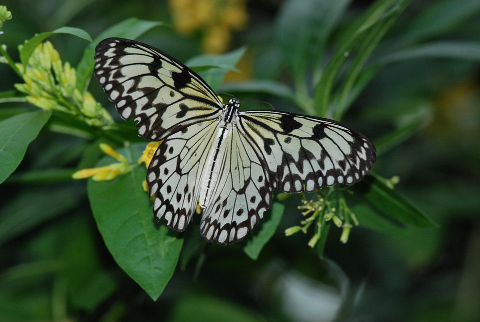Butterfly Feeding Wings Spread - Free photo on Pixabay