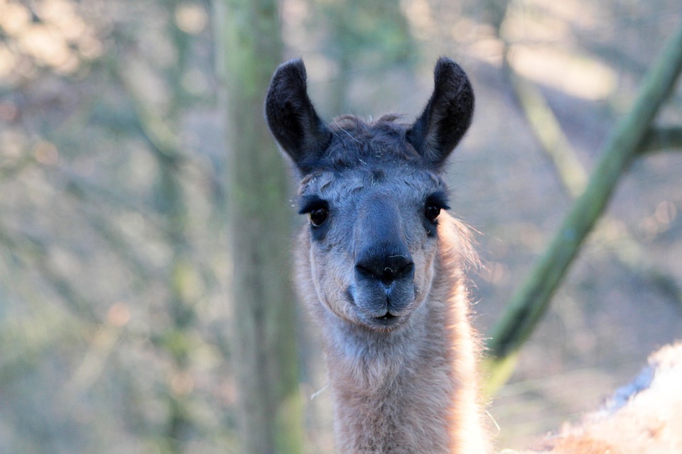 Lama Wildlife Park Deer - Free photo on Pixabay - Pixabay