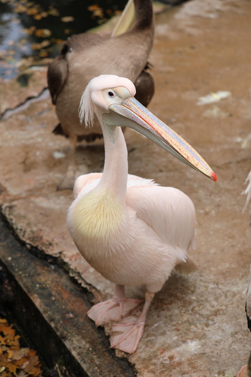 Pelican Zoo Pink Water - Free photo on Pixabay