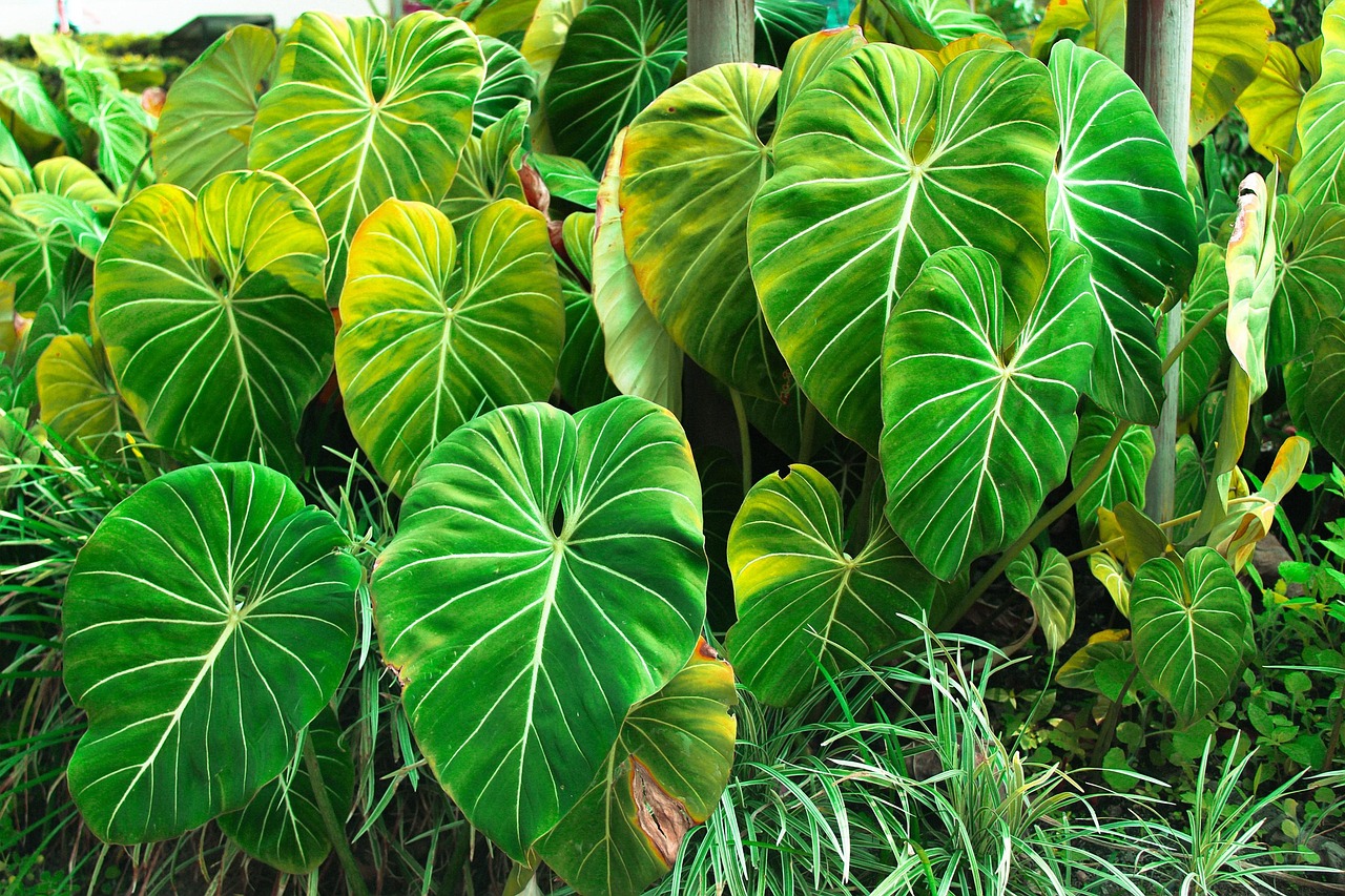 Natureza Verde Floresta - Foto gratuita no Pixabay - Pixabay