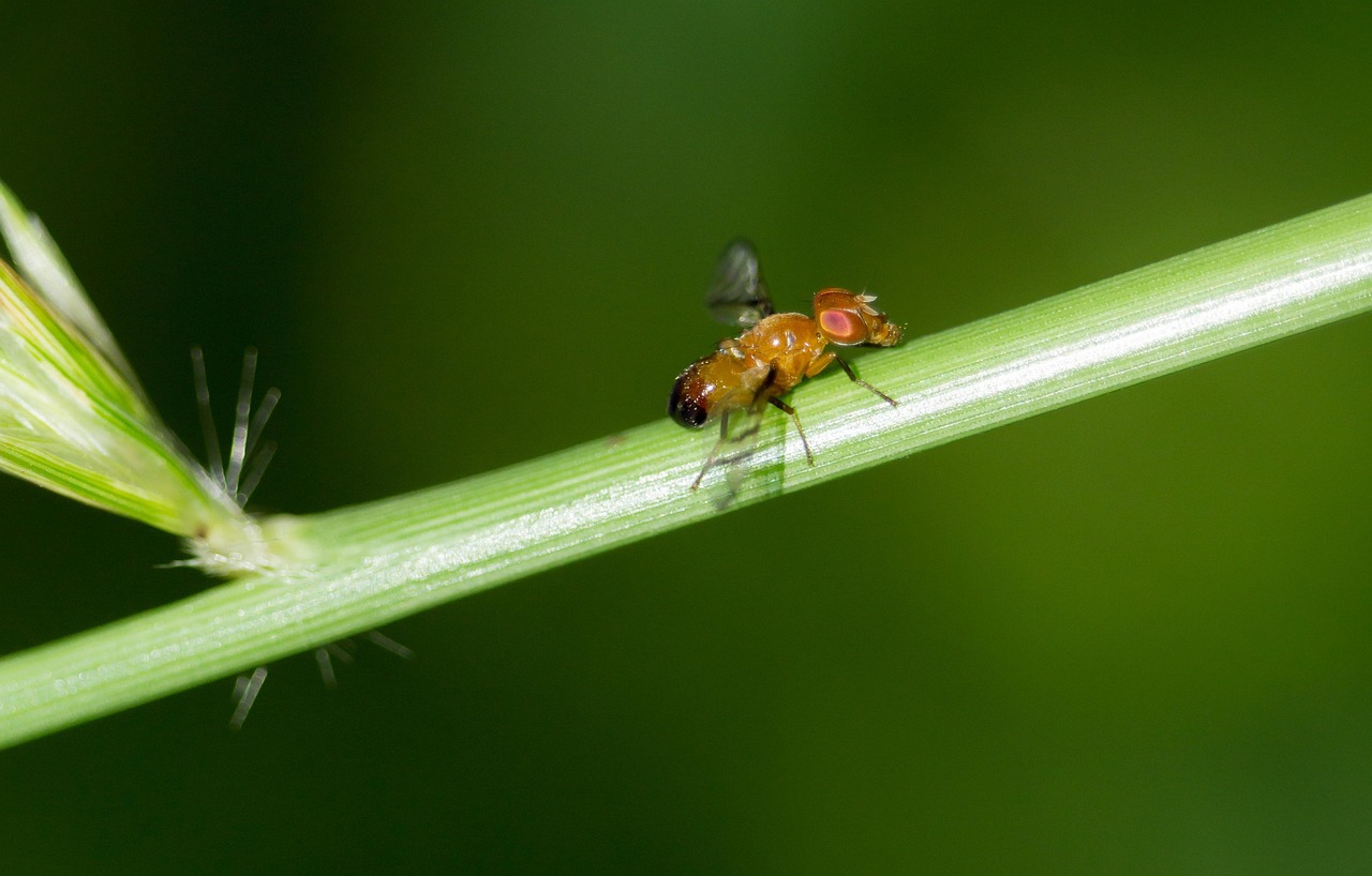 Insects Macro Nature - Free photo on Pixabay