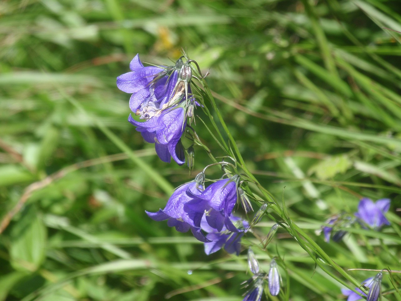 Prairie Bell Fleur La Nature - Photo gratuite sur Pixabay - Pixabay