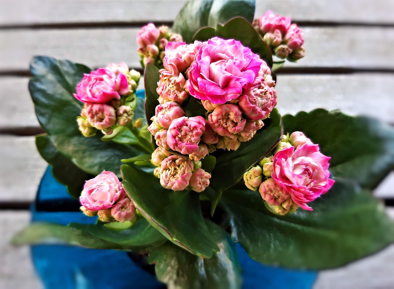 Kalanchoe Flor Planta En Maceta - Foto gratis en Pixabay