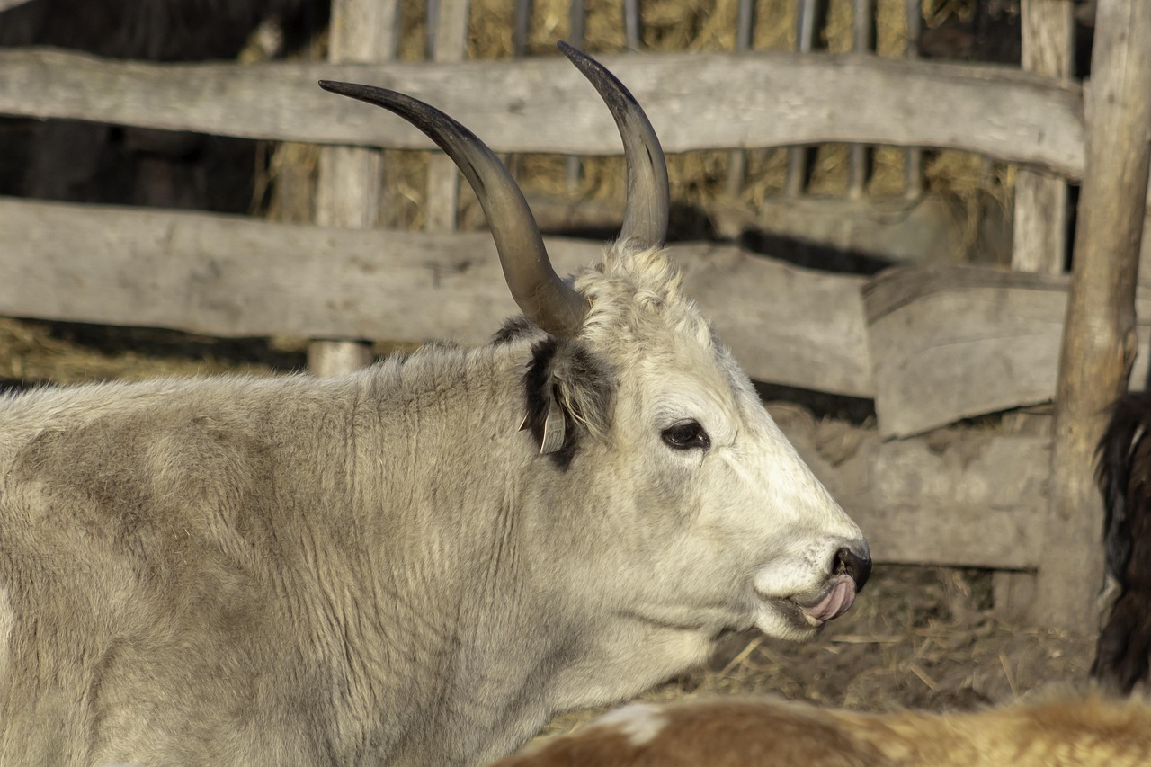 Gado Cinza Vaca Animal De - Foto gratuita no Pixabay - Pixabay