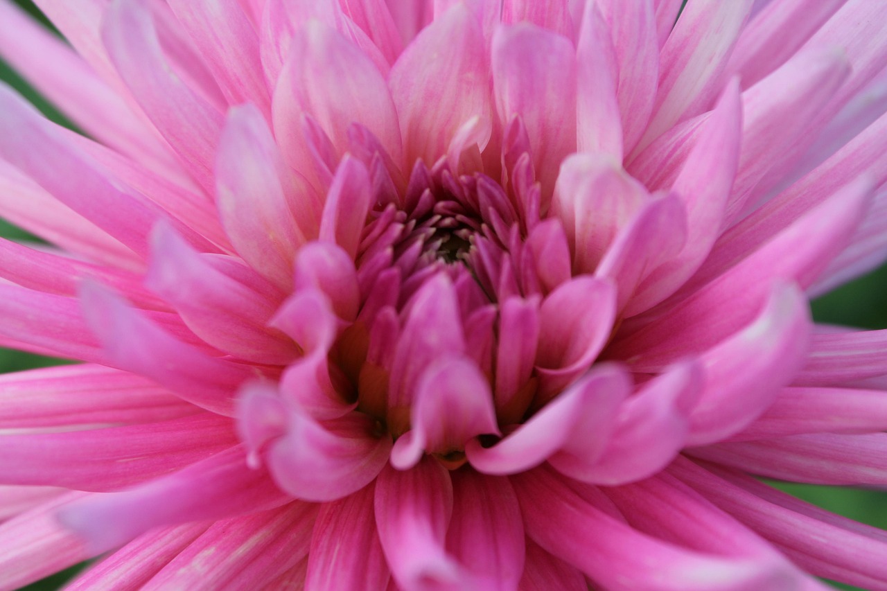 Flower Blooming Bloom - Free photo on Pixabay