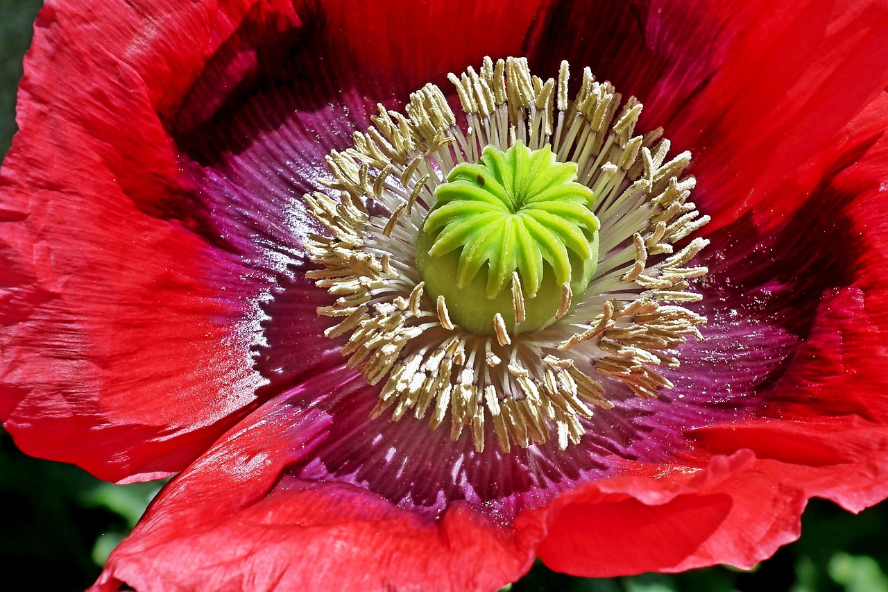 Pavot L'Intérieur De La Fleur - Photo gratuite sur Pixabay - Pixabay