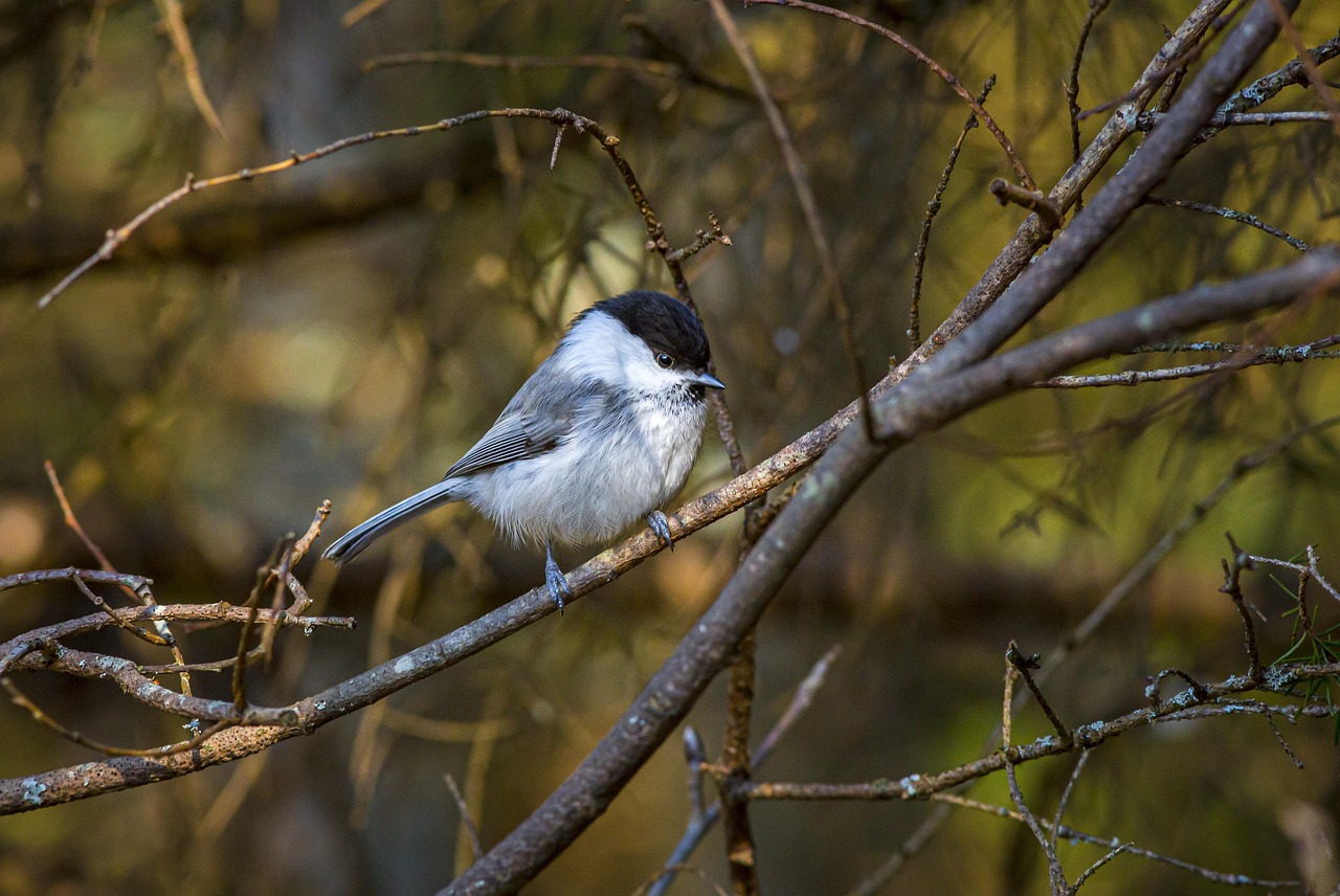 Willow Tit Poecile Montanus Bird - Free photo on Pixabay - Pixabay