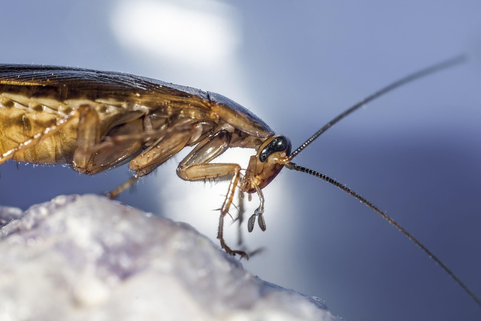 Blattella Germanica German - Free photo on Pixabay