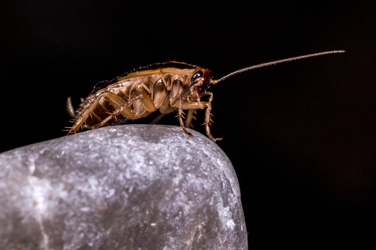 Blattella Germanica German - Free photo on Pixabay - Pixabay