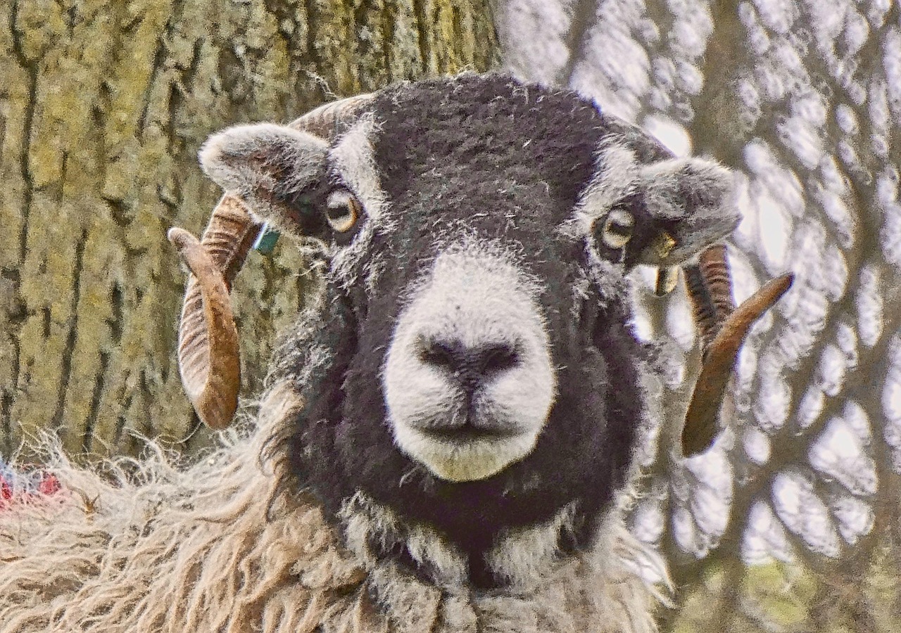 Sheep Cute Horns - Free photo on Pixabay - Pixabay