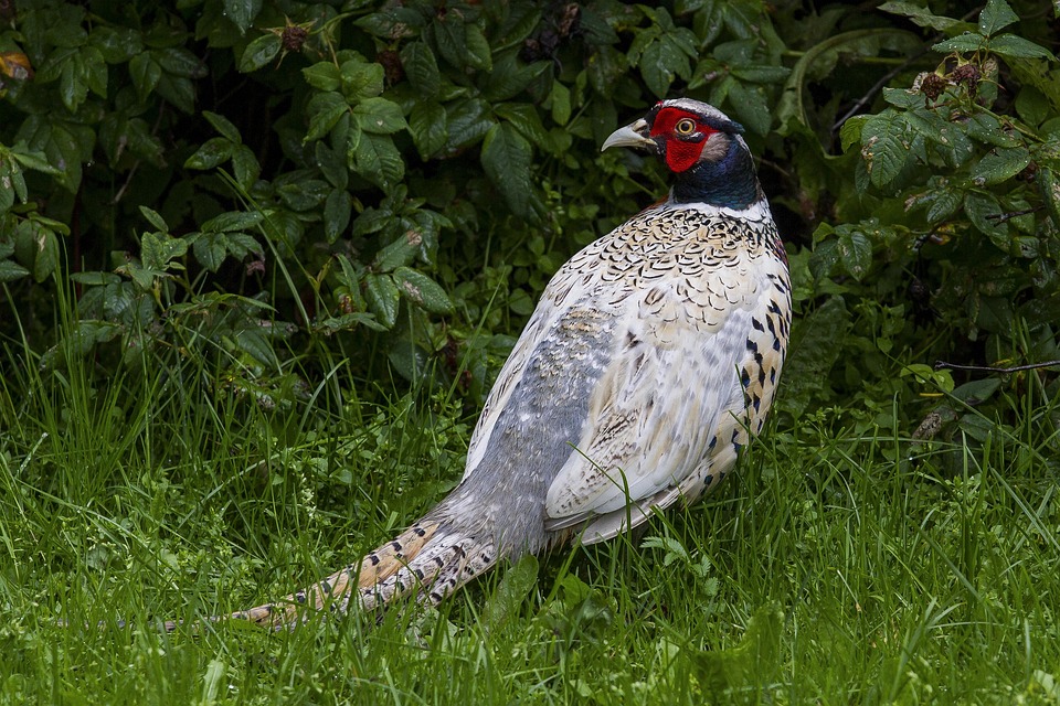 Pheasant Male Bird - Free photo on Pixabay - Pixabay