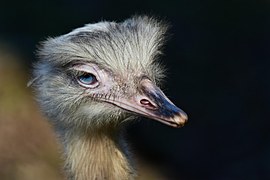 Greater Rhea Flightless Bird Beak - Free photo on Pixabay