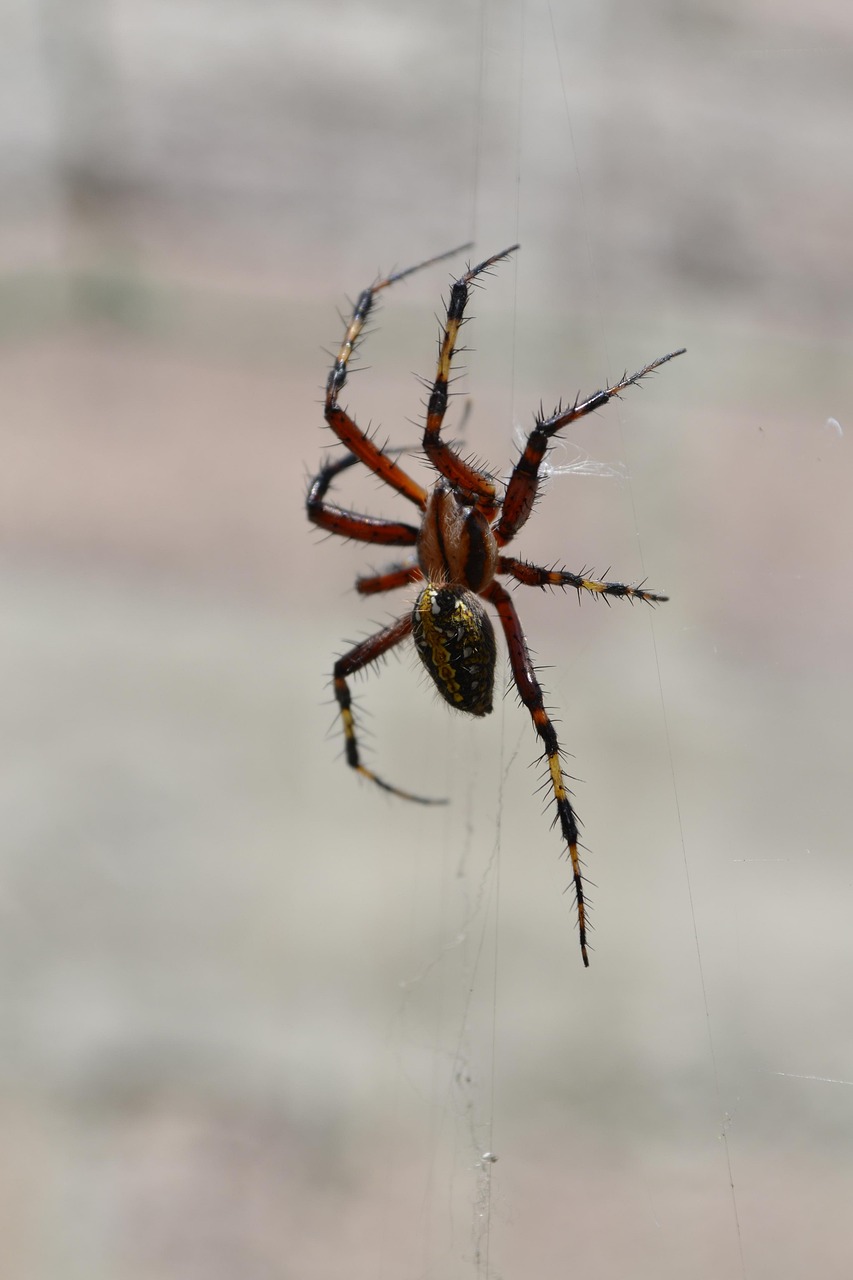 Arácnido Araña Naturaleza - Foto gratis en Pixabay - Pixabay