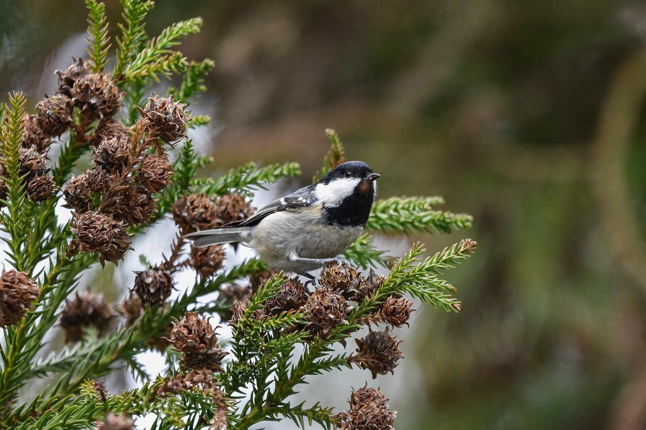Animal Forest Wood - Free photo on Pixabay - Pixabay